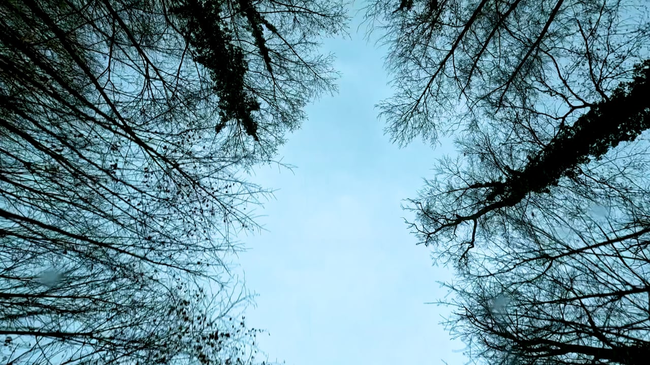 Trees, Branches, Forest. Free Stock Video - Pixabay