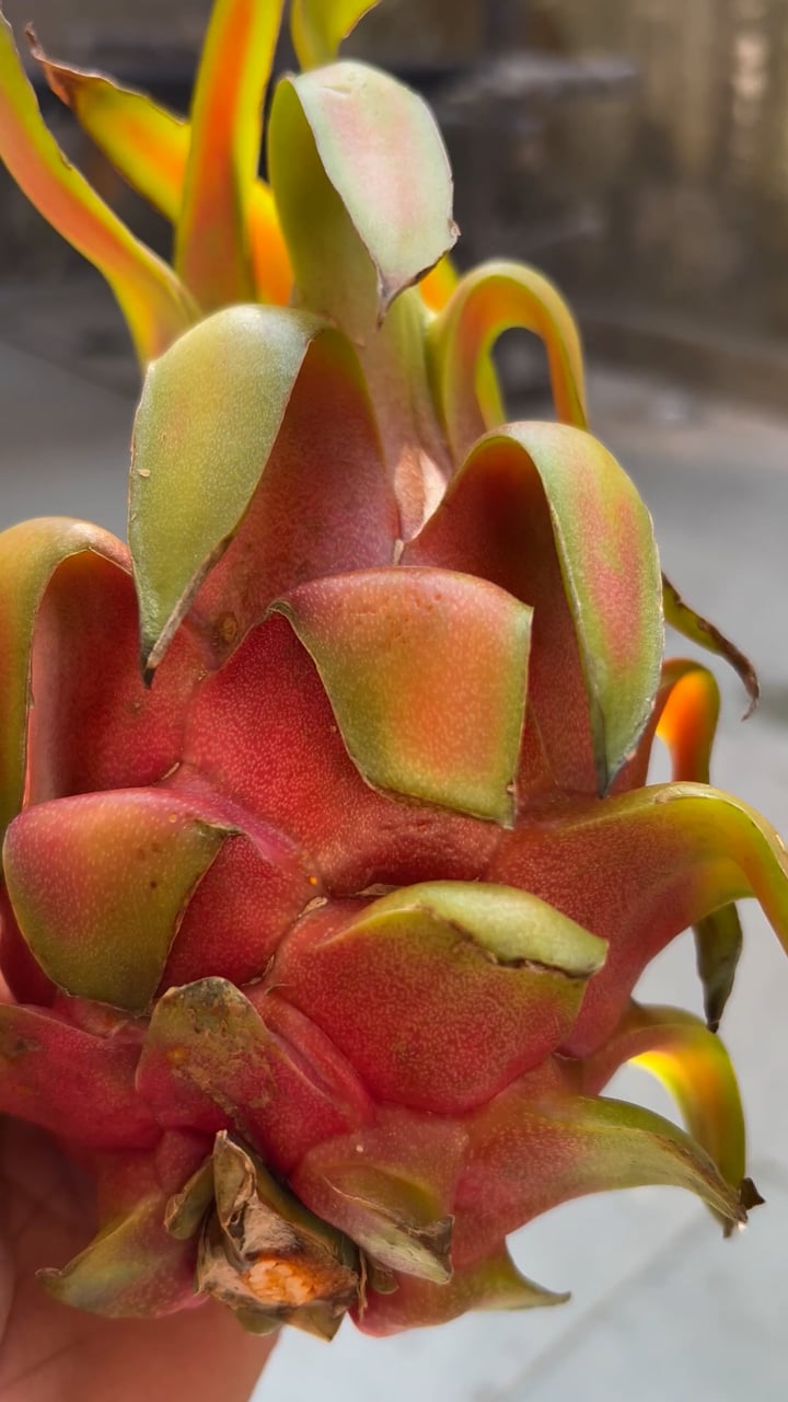 Dragonfruit, Kamalam, Pitaya. Free Stock Video - Pixabay