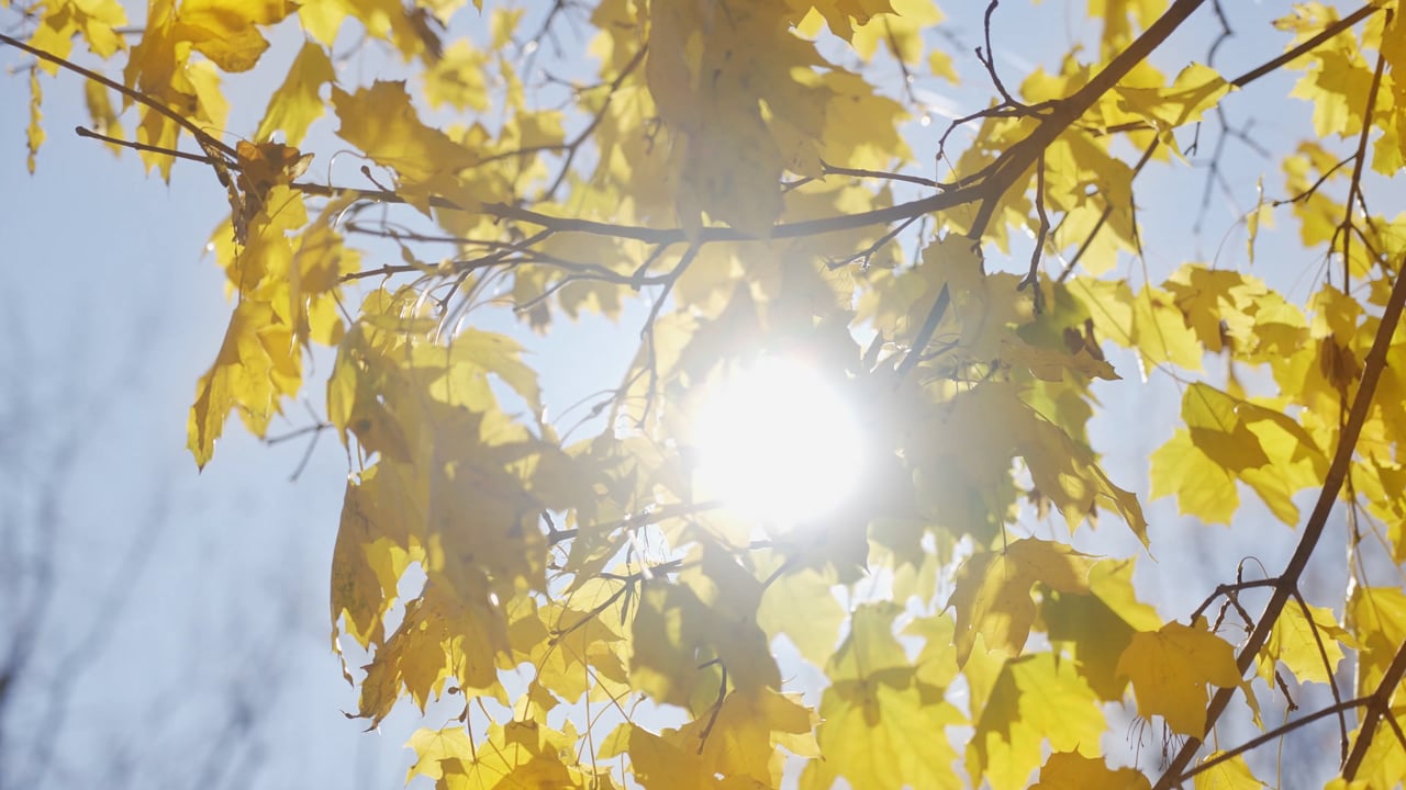 Autumn Leaves Falling From A Tree Videos: Download 11,785+ Free 4K & HD Stock Footage Clips ...