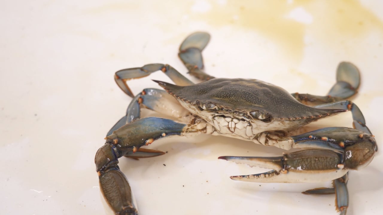 Crabs, Sea, Ocean. Free Stock Video - Pixabay