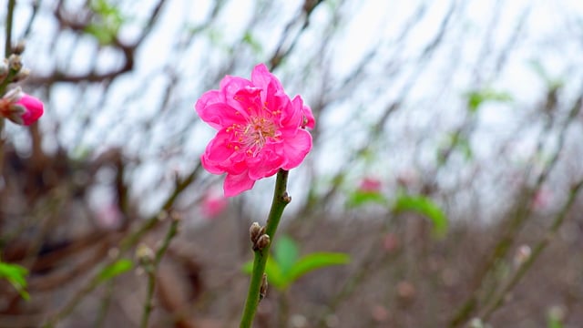 Fleur De Pêche Floraison La Nature - Free video on Pixabay - Pixabay