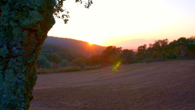 Sunset, Nature, Light. Free Stock Video - Pixabay