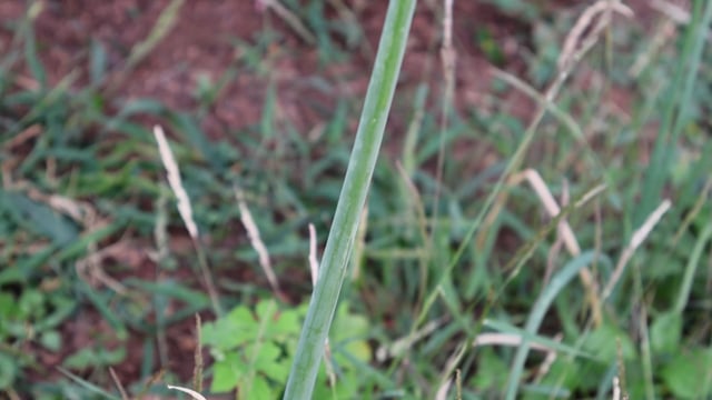 Onion, Flower, Nature. Free Stock Video - Pixabay