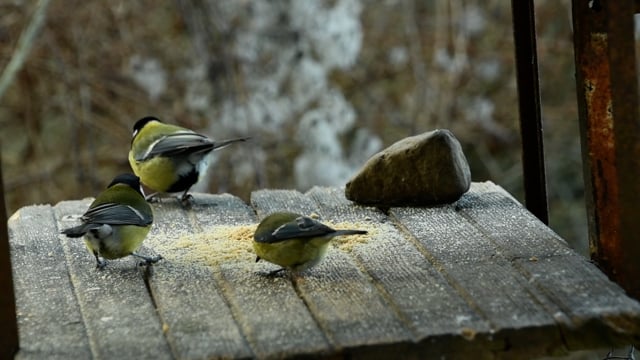 Birds, Colorful, Pecking. Free Stock Video - Pixabay