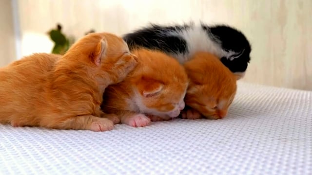 Plus de 100 vidéos gratuites de Chatons et de Chaton en résolution HD ...