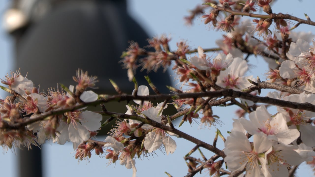 Flowers, Almond Blossom, Almond Tree. Free Stock Video - Pixabay