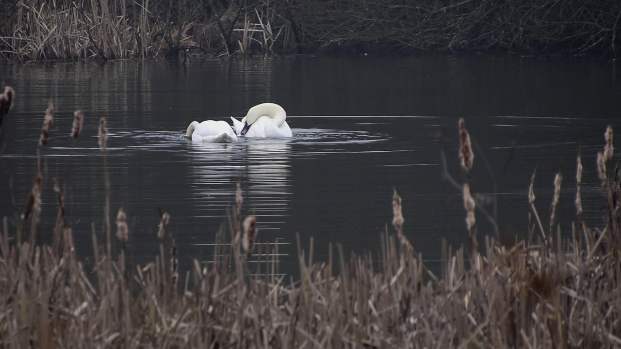 Swans, Birds, Water. Free Stock Video - Pixabay