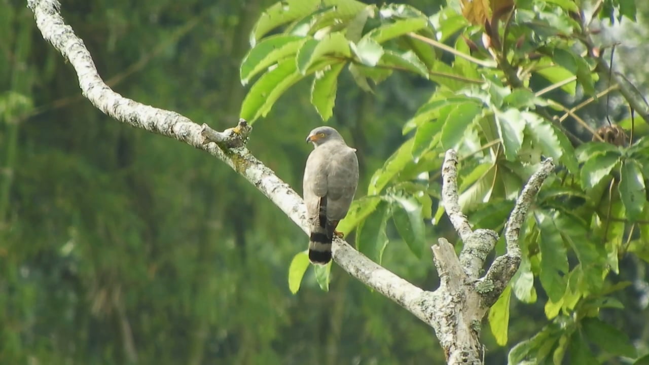 Bird, Hawk, Beak. Free Stock Video - Pixabay