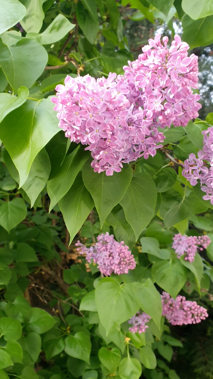 Lilac, Flora, Nature. Free Stock Video - Pixabay