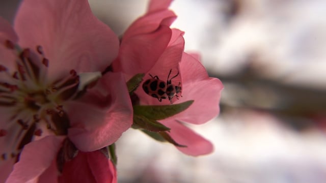 Flower, Ladybug, Insect. Free Stock Video - Pixabay