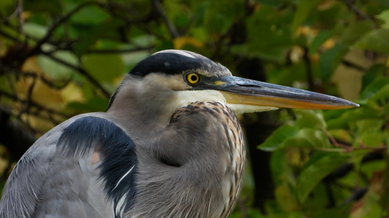 Birds, Heroine, Targeting Fish. Free Stock Video - Pixabay