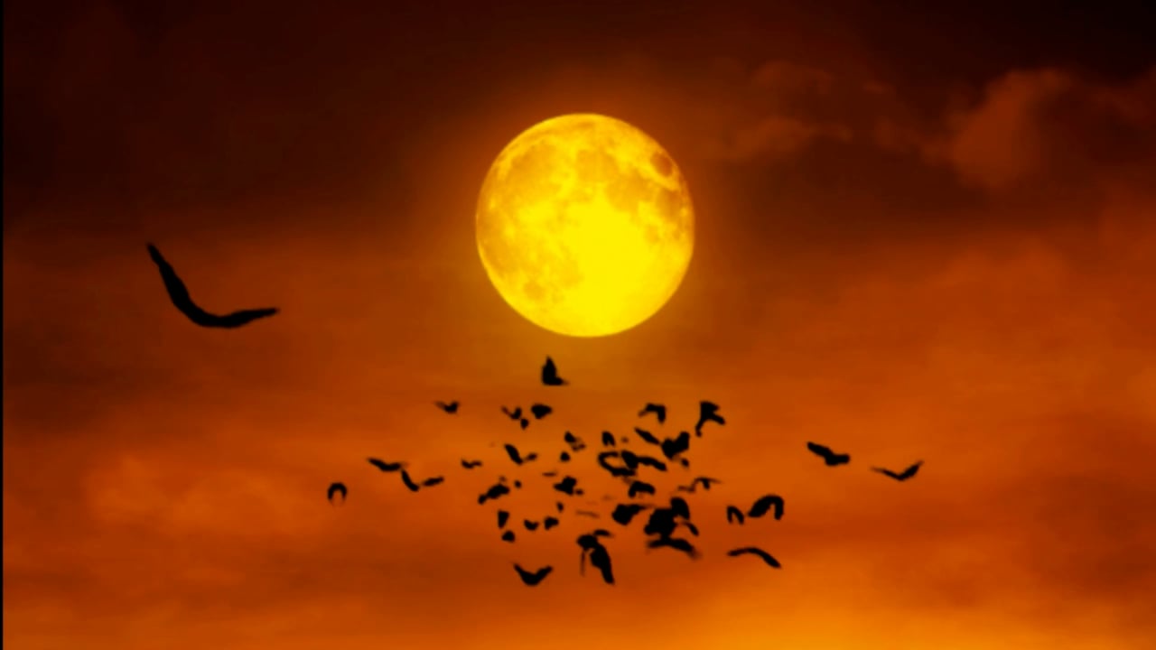 Moon, Bats, Night. Free Stock Video - Pixabay