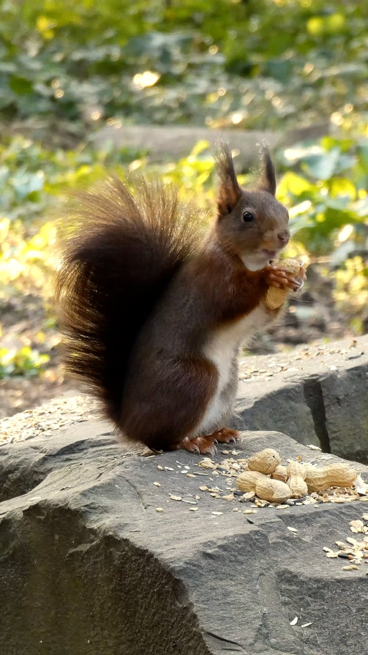 Squirrel, Rodent, Animal. Free Stock Video - Pixabay