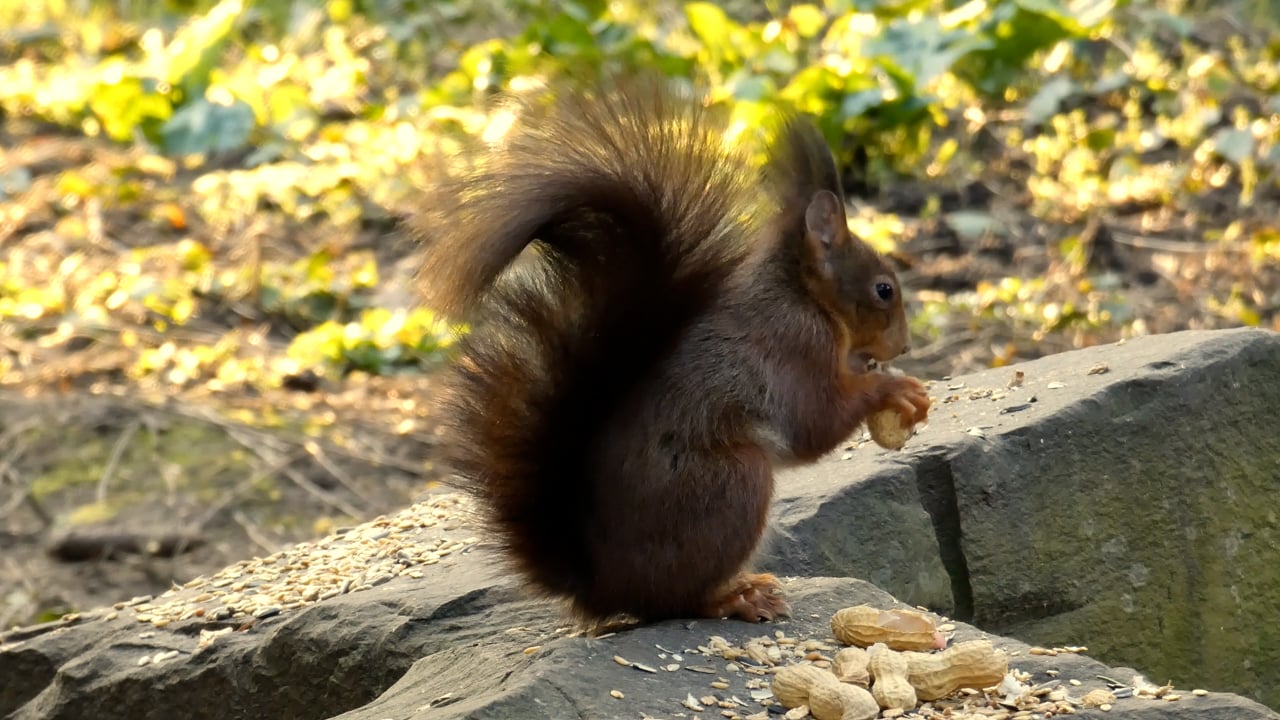 Squirrel, Rodent, Animal. Free Stock Video - Pixabay