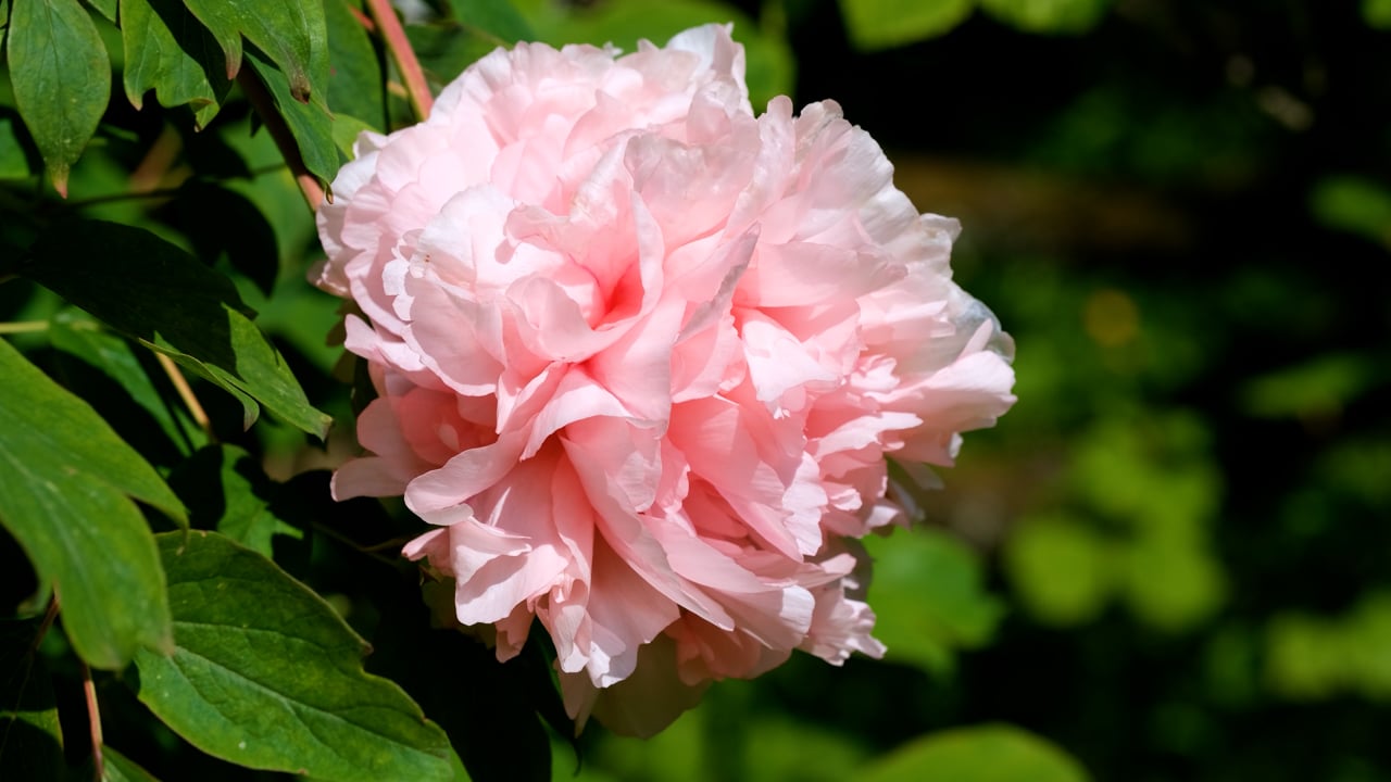 Flower, Peony, Blossom. Free Stock Video - Pixabay