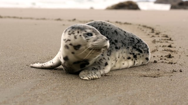 Seal Videos: Download 44+ Free 4K & HD Stock Footage Clips - Pixabay