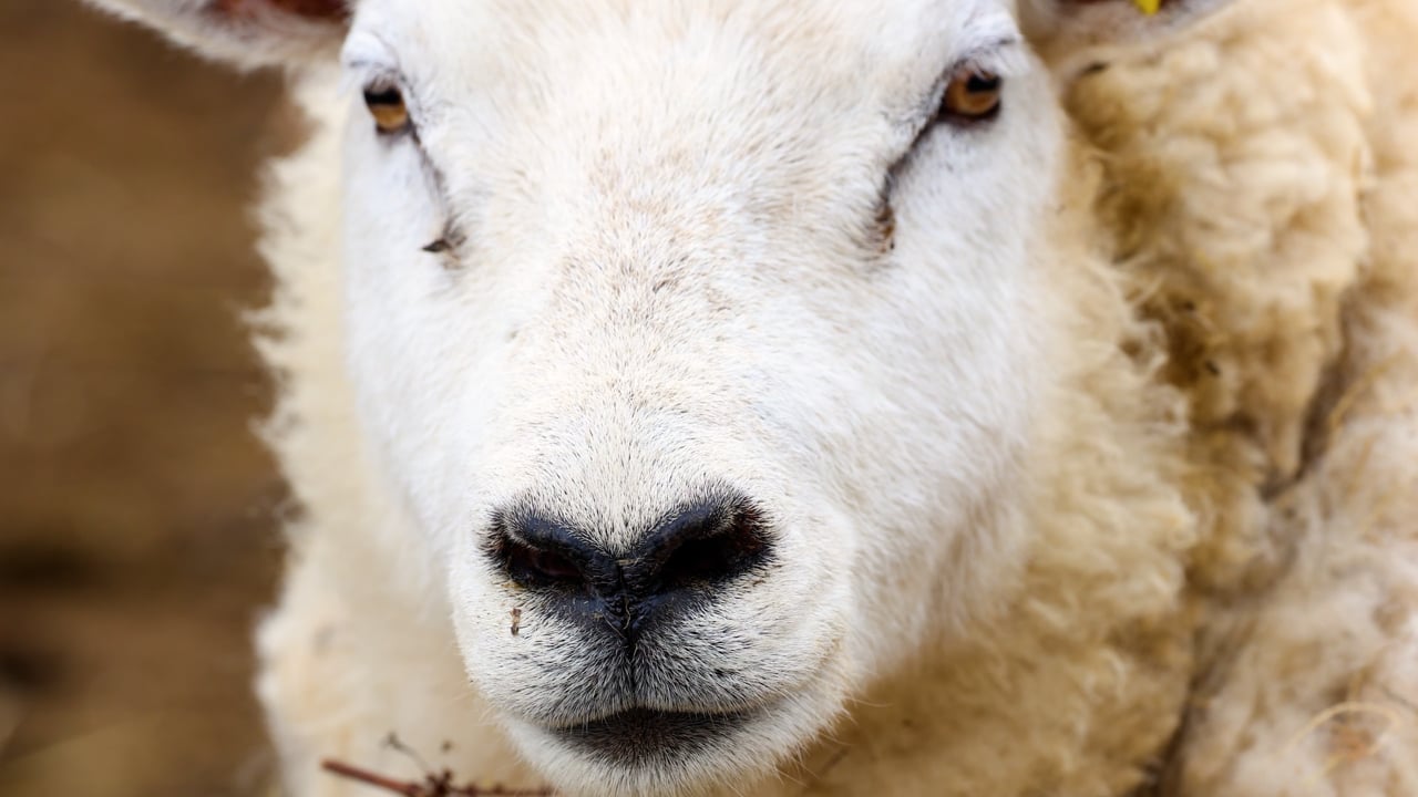 Sheep, Lamb, Eyes. Free Stock Video - Pixabay