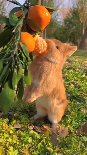 Rabbit, Tangerines, Fruit. Free Stock Video - Pixabay