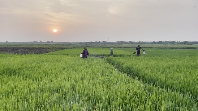 Poor, Sunset In Cambodia, Field. Free Stock Video - Pixabay