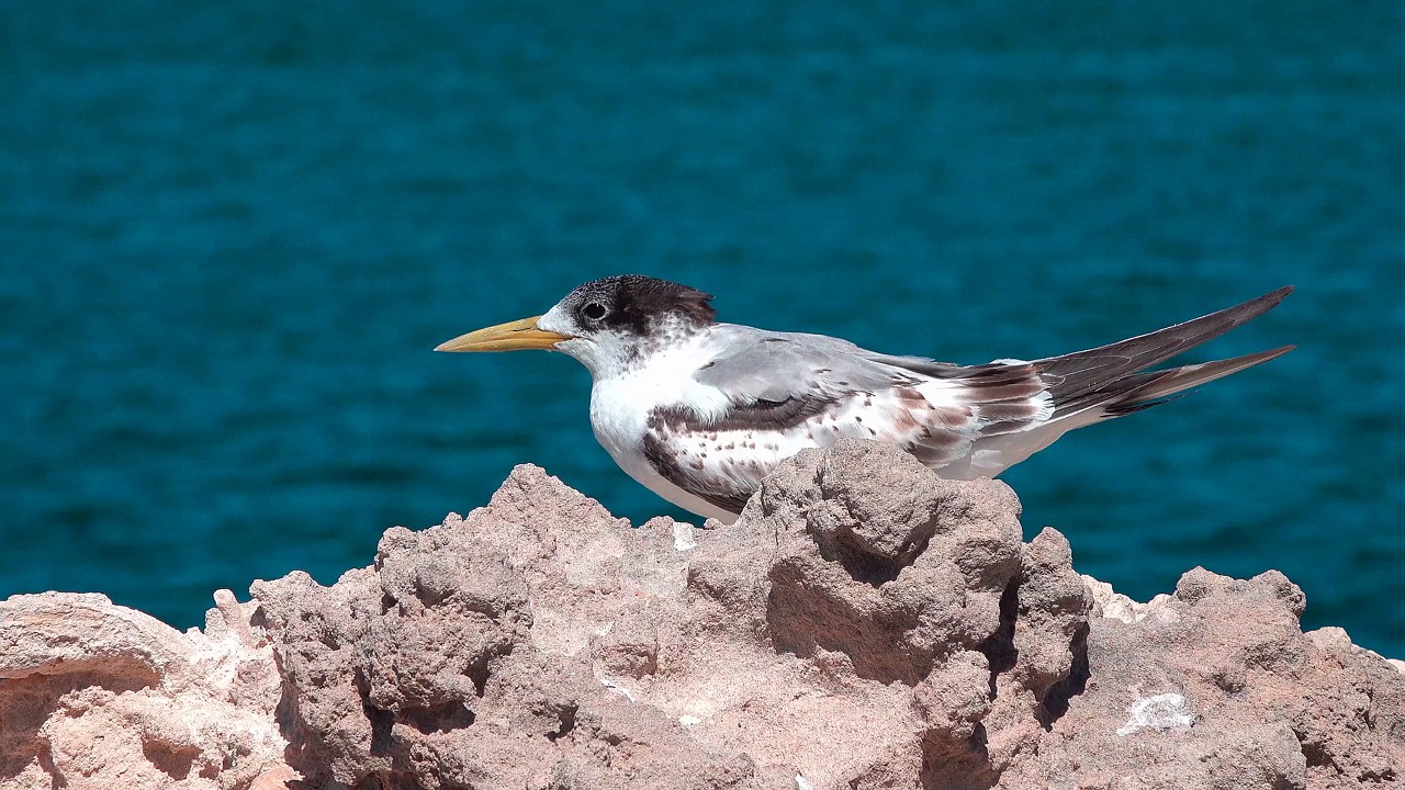 Greater Crested Tern, Tern, Bird. Free Stock Video - Pixabay