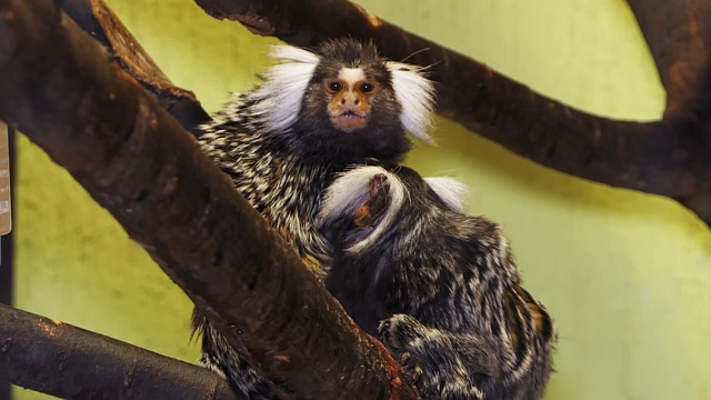 Monkeys, Marmosets, Common Marmosets. Free Stock Video - Pixabay