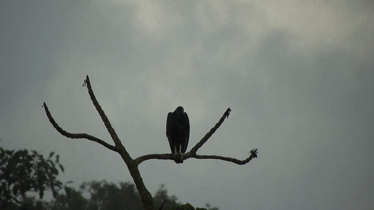 Vulture Videos: Download 33+ Free 4K & HD Stock Footage Clips - Pixabay