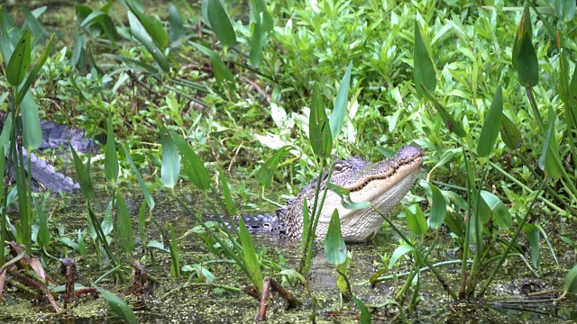 Alligator, Gator, Animal. Free Stock Video - Pixabay