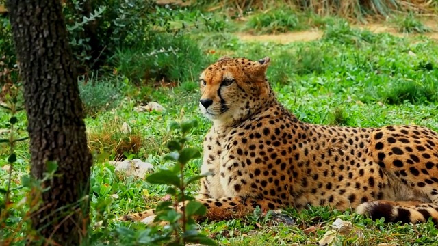 Cheetah, Feline, Animal. Free Stock Video - Pixabay