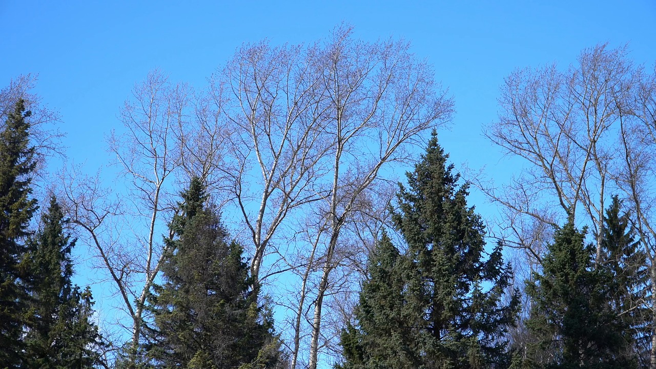 Trees, Branches, Wind. Free Stock Video - Pixabay