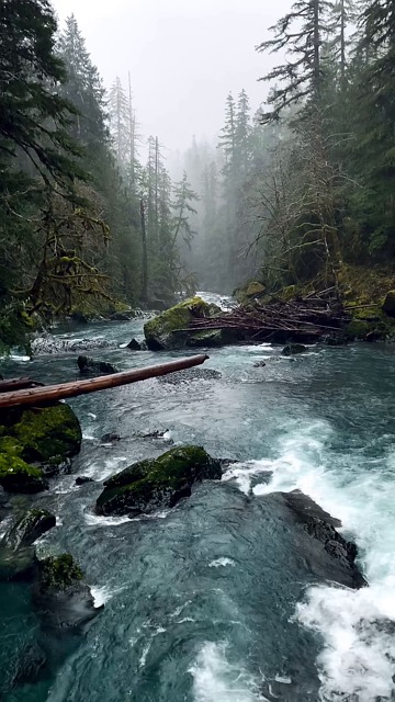 Nature Forest Tumblr