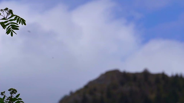 Wind, Nature, Environment. Free Stock Video - Pixabay