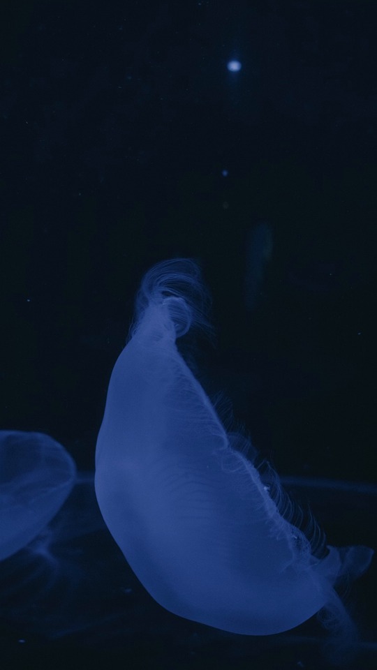 Jellyfish, Swimming, Jet Propulsion. Free Stock Video - Pixabay