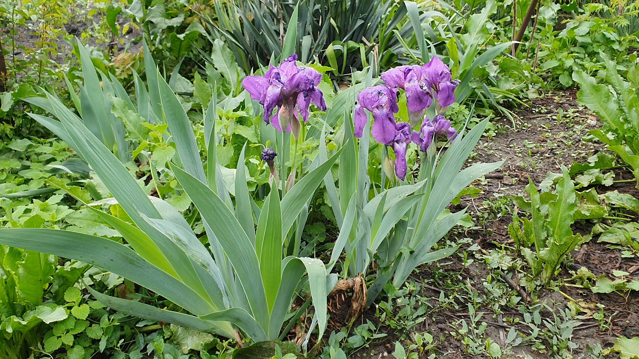 Iris, Iris Germanica, Flower. Free Stock Video - Pixabay