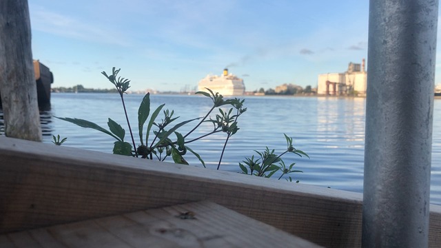Cruise, Vessel, Nature. Free Stock Video - Pixabay