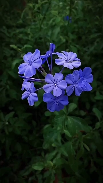 Flowers, Daisies, Plants. Free Stock Video - Pixabay