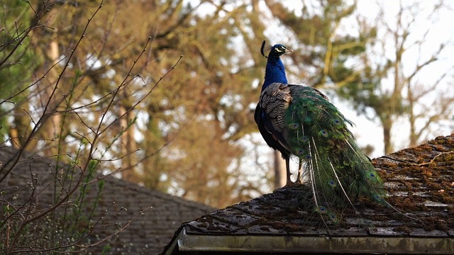 Bird, Peacock, Feathers. Free Stock Video - Pixabay