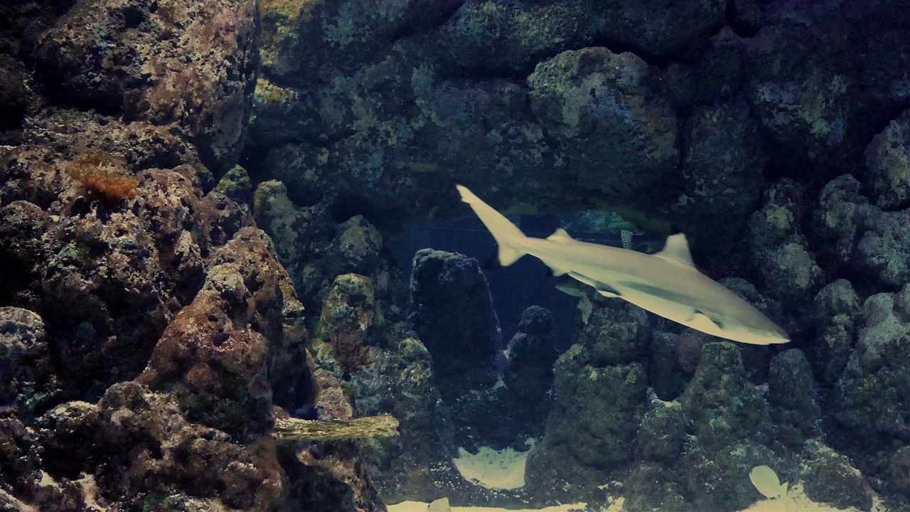 Big Fish, Fish, Grouper. Free Stock Video - Pixabay