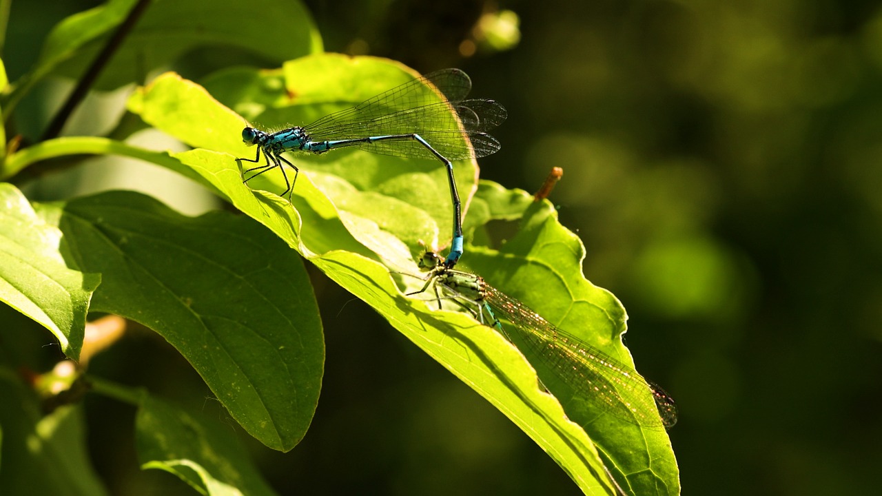 Dragonflies, Pairing, Animals. Free Stock Video - Pixabay