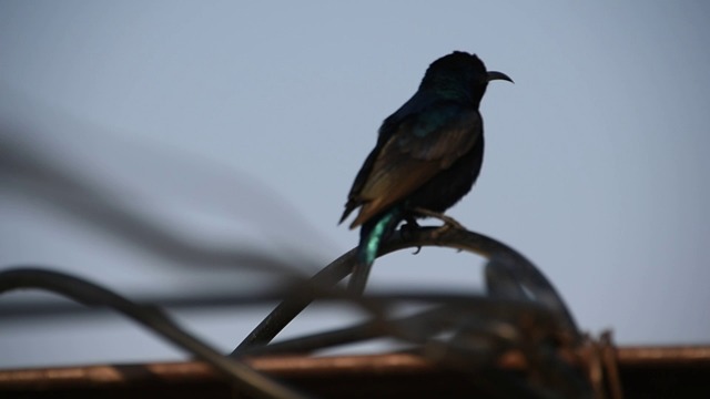 Blue Sunbird, Sunbird, Hummingbird. Free Stock Video - Pixabay