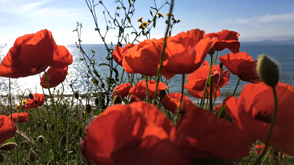 Wind, Poppies, Flowers. Free Stock Video - Pixabay