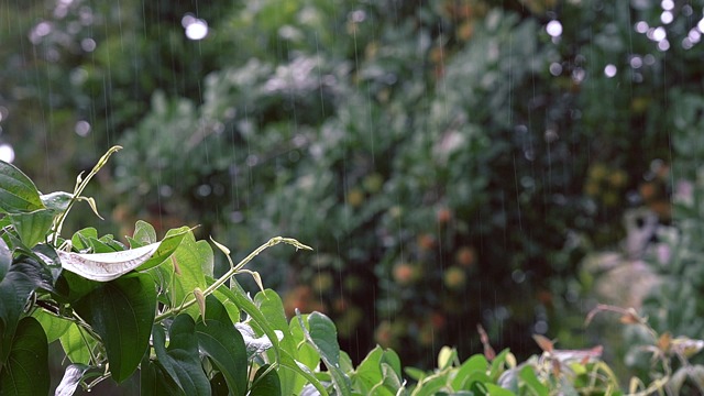 Rain, Tropical, Vine. Free Stock Video - Pixabay