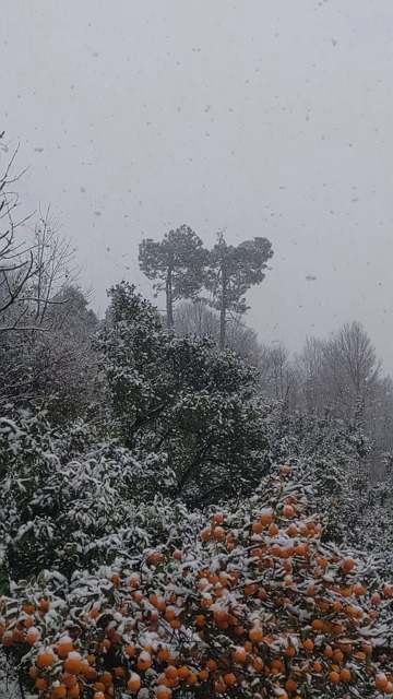 Orange Trees, Snowfall, Winter Scene. Free Stock Video - Pixabay