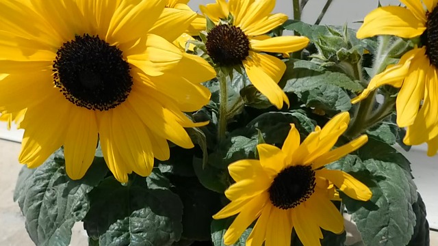 Sunflowers, Small, Nature. Free Stock Video - Pixabay