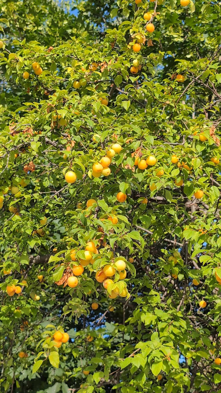 Plum - Fruit Videos: Download 8+ Free 4K & HD Stock Footage Clips - Pixabay