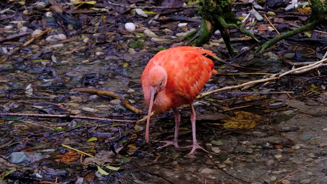 Burung Ibis Merah Bulu - Free video on Pixabay