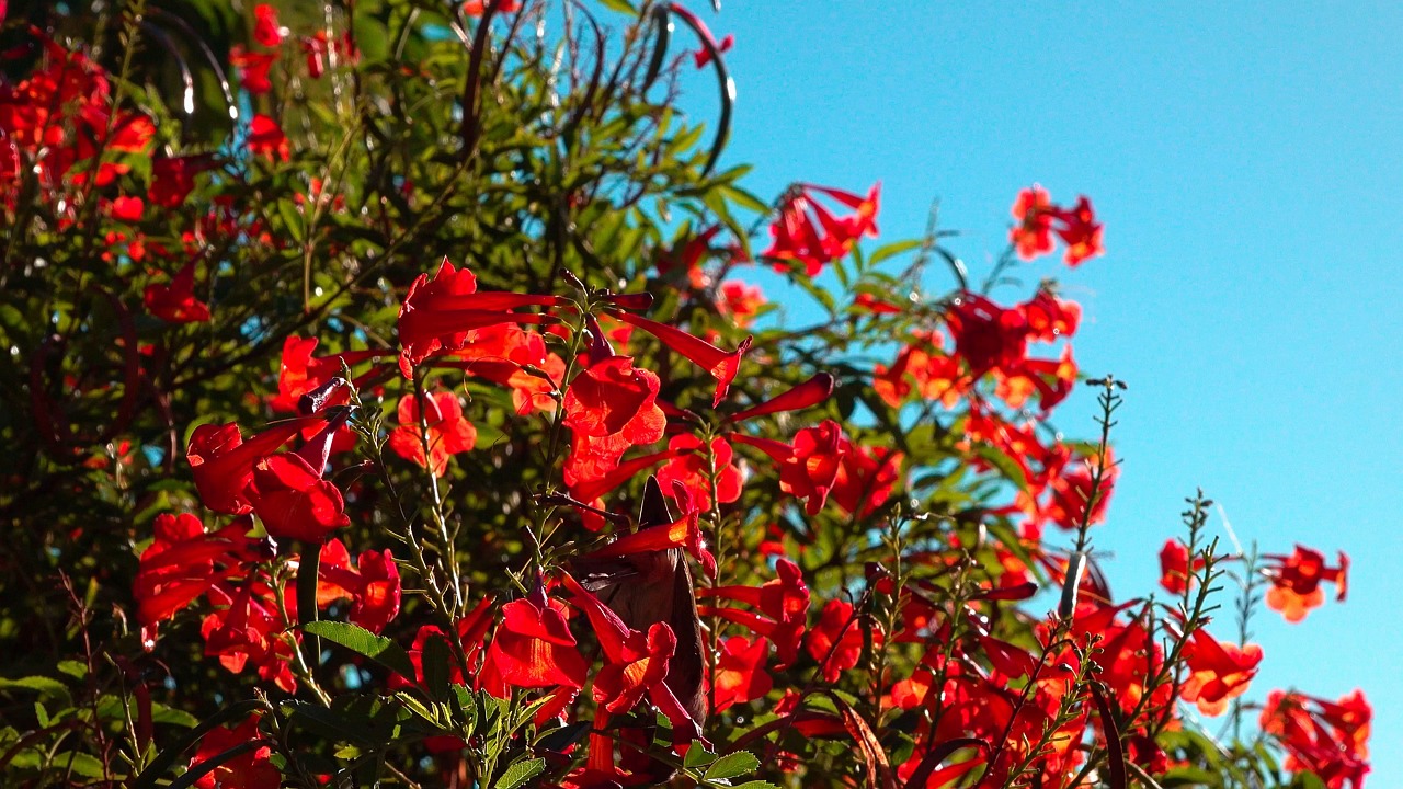Bird, Feathers, Flowers. Free Stock Video - Pixabay