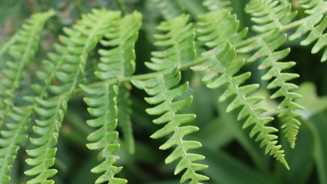 Plant, Fetus, Nature. Free Stock Video - Pixabay