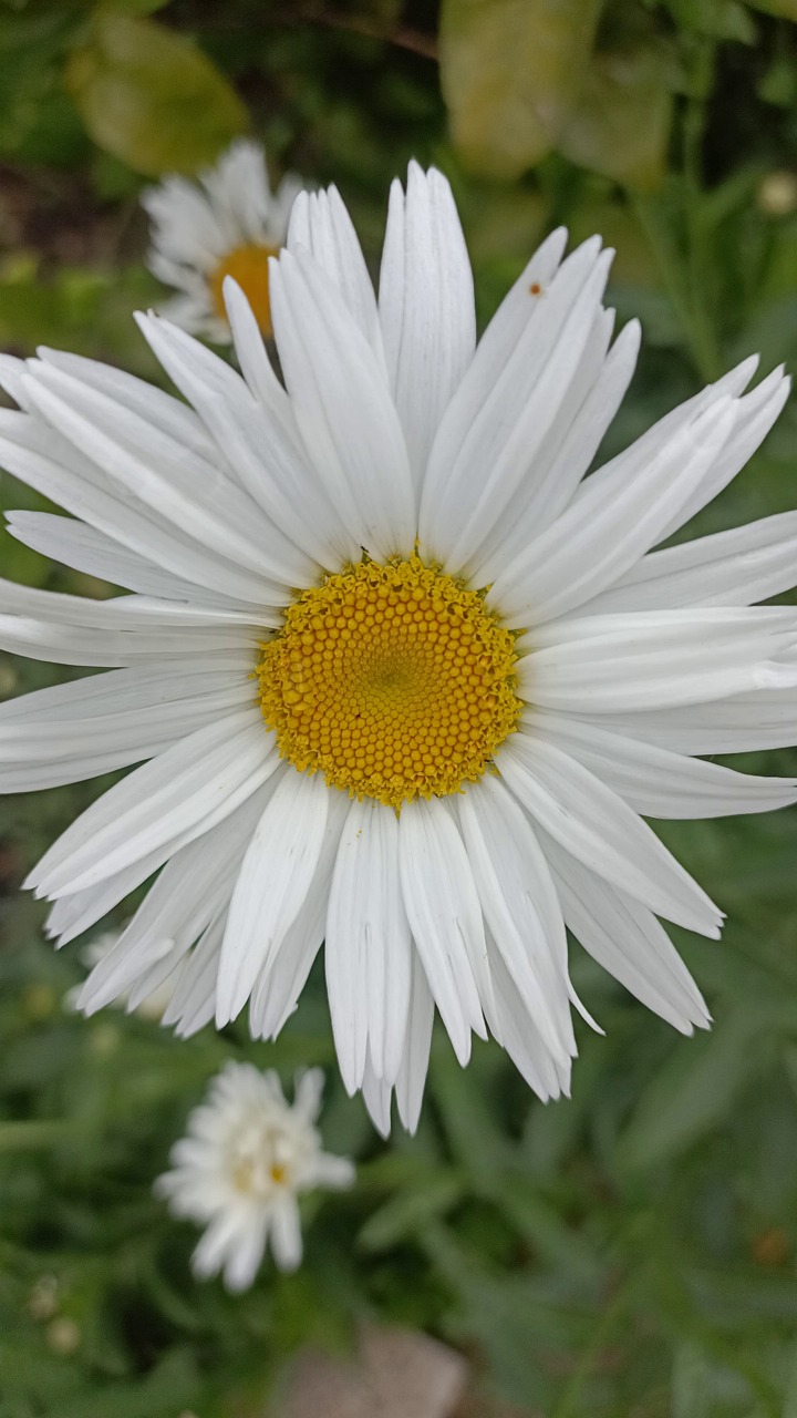 Margarida Flor Natureza - Free video on Pixabay - Pixabay