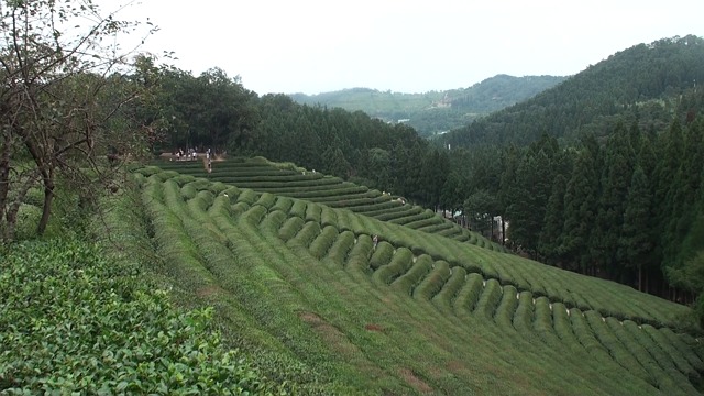 Green Tea Field, Green Meadow, Deep Mountain. Free Stock Video - Pixabay