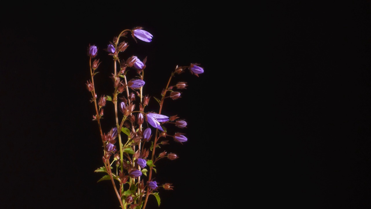 Flower Blooming Timelapse Videos: Download 7,543+ Free 4K & HD Stock ...
